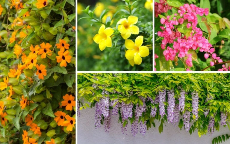 10 Best Vines for Privacy (Plus Care Tips) - Garden Lovers Club