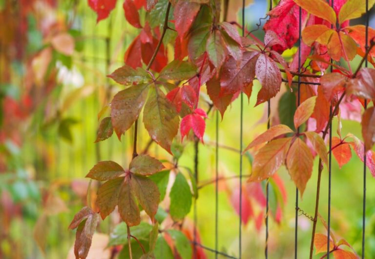 12 Vines That Grow in Full Sun (Plus Growing Tips) - Garden Lovers Club