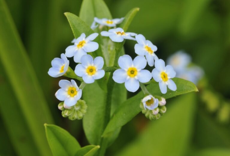 10 Different Types of Forget-Me-Nots - Garden Lovers Club