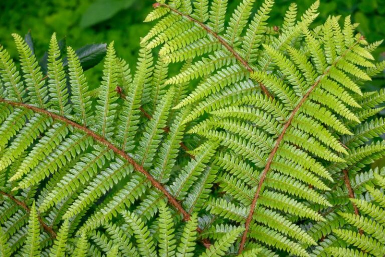 10 Different Types Of Ferns (Plus Growing Tips) - Garden Lovers Club