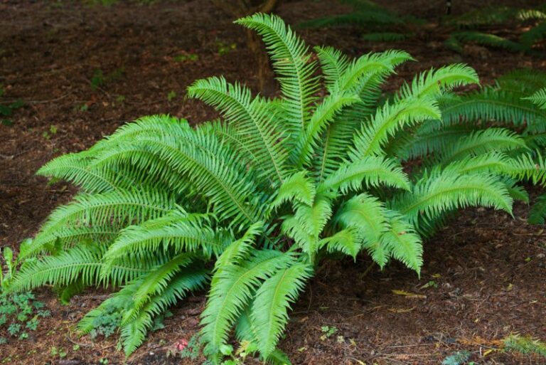 10 Different Types Of Ferns (Plus Growing Tips) - Garden Lovers Club
