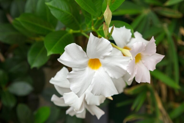 10 White Flowering Vines (Plus Growing Tips) - Garden Lovers Club