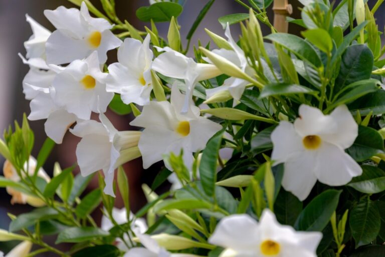 10 White Flowering Vines (Plus Growing Tips) - Garden Lovers Club