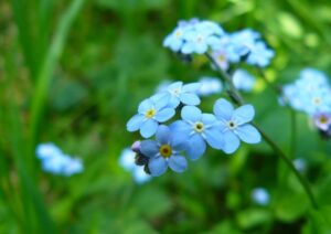 10 Different Types of Forget-Me-Nots - Garden Lovers Club