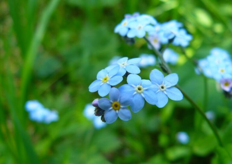 10 Different Types of Forget-Me-Nots - Garden Lovers Club