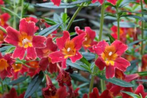 10 Perfect California Shrubs - Garden Lovers Club