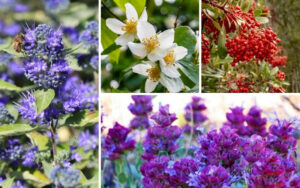 10 Perfect California Shrubs - Garden Lovers Club