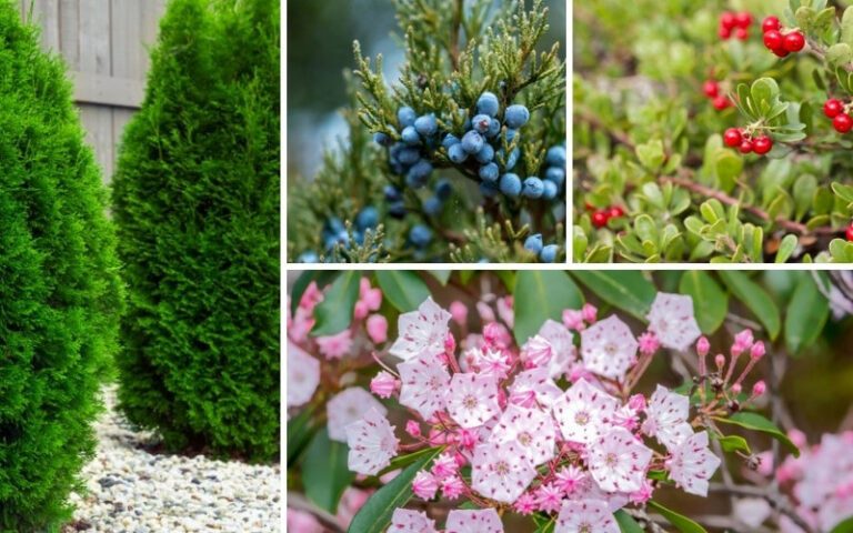 11 Perfect Deciduous Shrubs (Plus Care Tips) - Garden Lovers Club