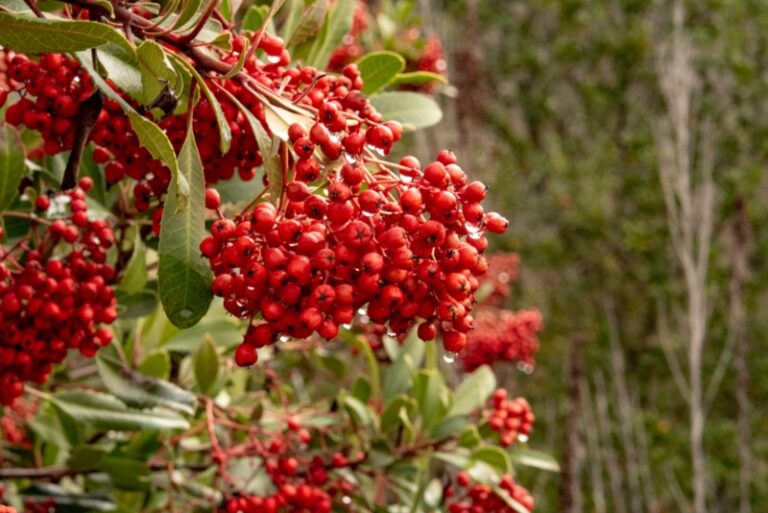 10 Perfect California Shrubs - Garden Lovers Club