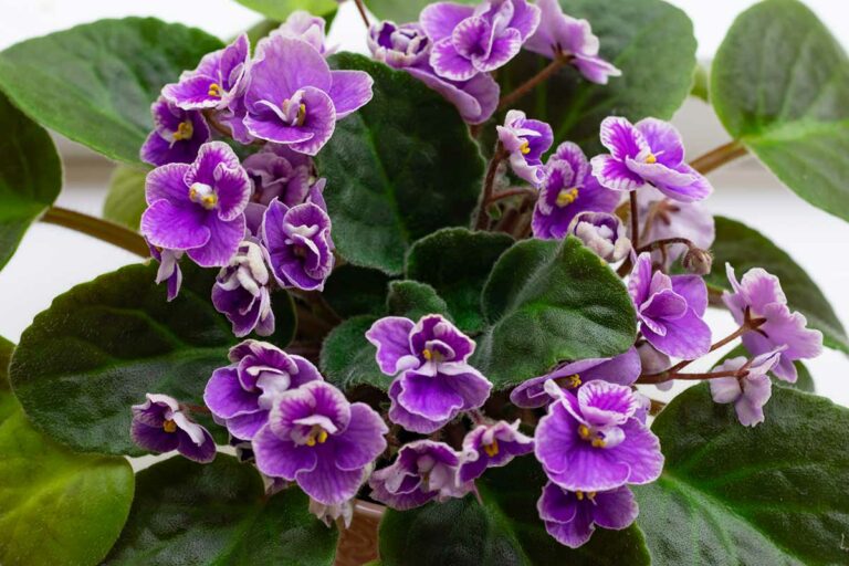 Tips on How to Get African Violets to Bloom - Garden Lovers Club