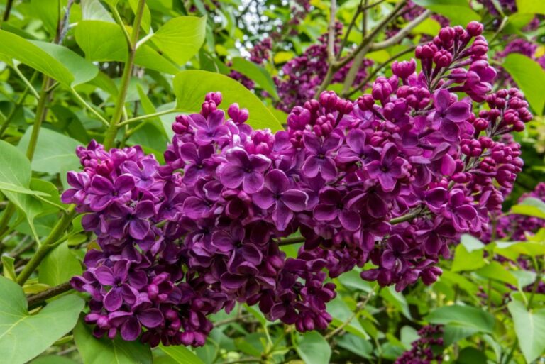 15 Types of Lilac (A Fragrant World of Variety) - Garden Lovers Club