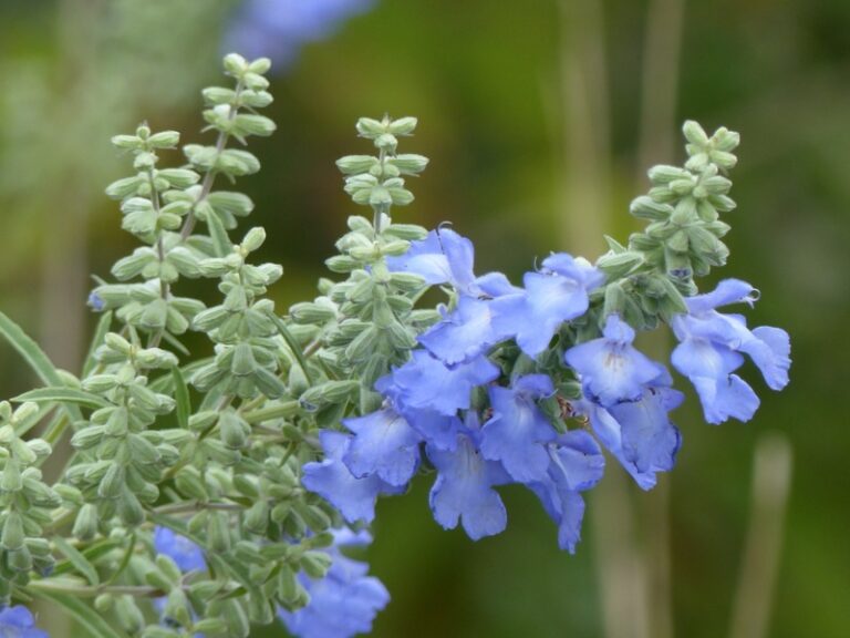 15 Different Types of Salvia - Garden Lovers Club
