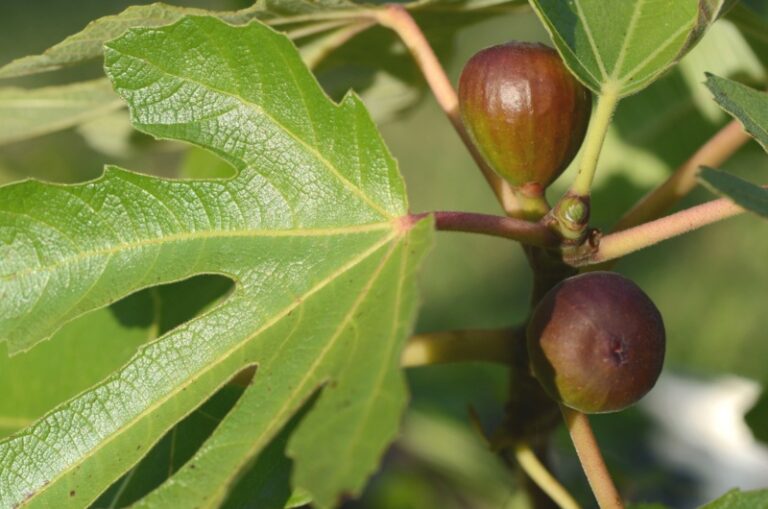 10 Different Types of Fig Trees - Garden Lovers Club