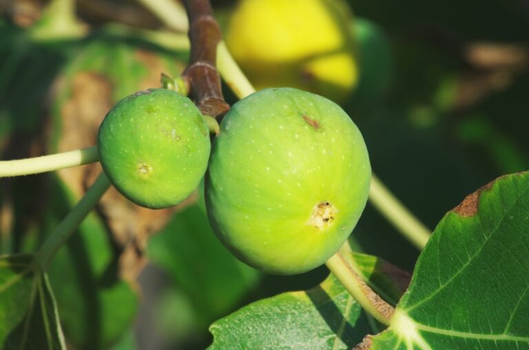 10 Different Types of Fig Trees - Garden Lovers Club