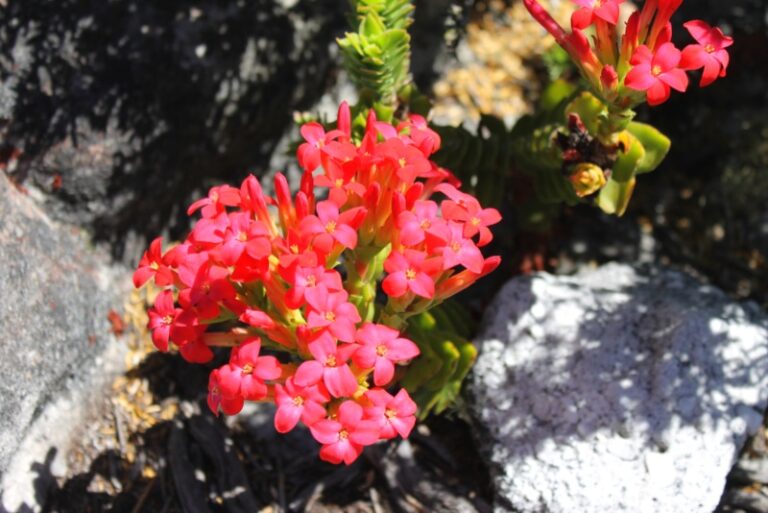 15 Different Types of Jade Plants (Plus Care Tips) - Garden Lovers Club