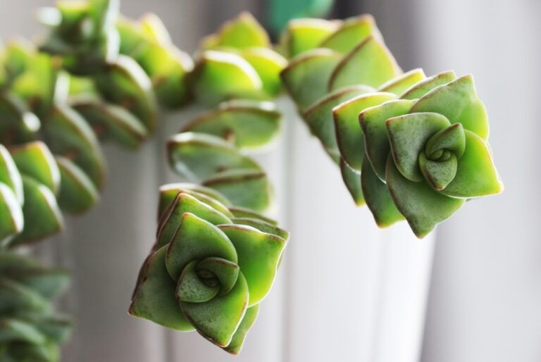 15 Different Types of Jade Plants (Plus Care Tips) - Garden Lovers Club