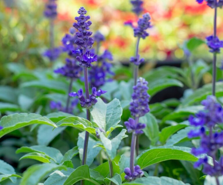 15 Different Types of Salvia - Garden Lovers Club