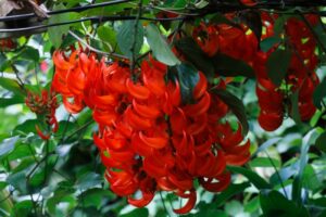 10 Bold Red Flowering Vines (Plus Growing Tips) - Garden Lovers Club