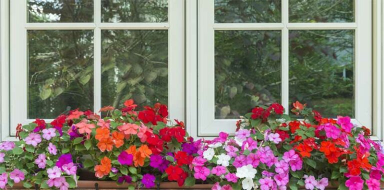 23 Tips for Growing Impatiens in Containers - Garden Lovers Club