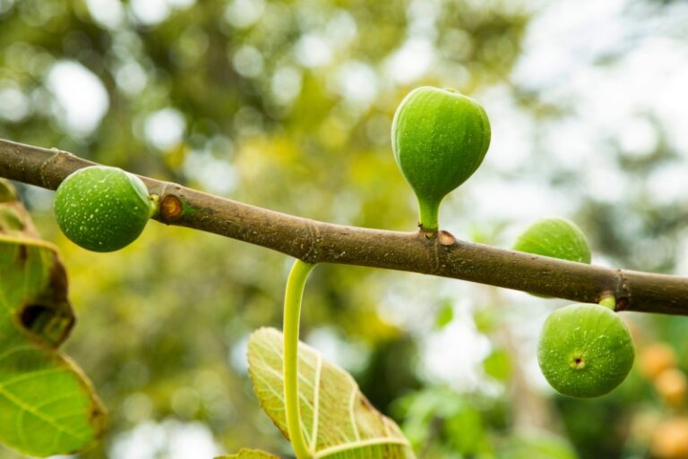10 Different Types of Fig Trees - Garden Lovers Club
