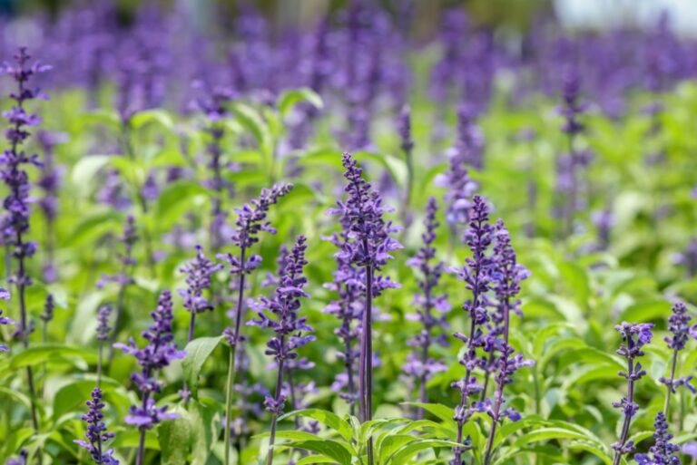 15 Different Types of Salvia - Garden Lovers Club