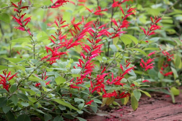 15 Different Types of Salvia - Garden Lovers Club