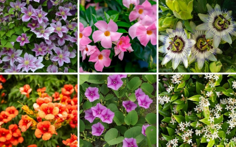 15 Awesome Texas Vines (Photos & Care Tips) - Garden Lovers Club