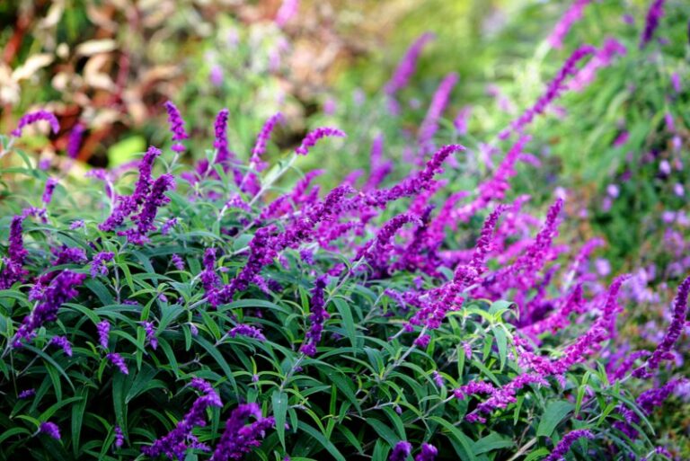 15 Different Types of Salvia - Garden Lovers Club