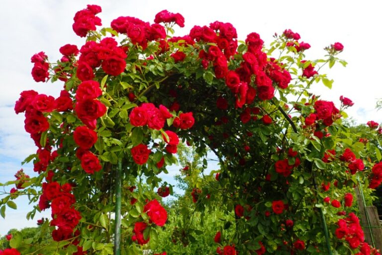 10 Bold Red Flowering Vines (Plus Growing Tips) - Garden Lovers Club