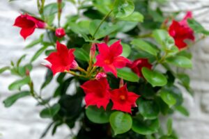 10 Bold Red Flowering Vines (Plus Growing Tips) - Garden Lovers Club