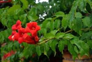 10 Bold Red Flowering Vines (Plus Growing Tips) - Garden Lovers Club