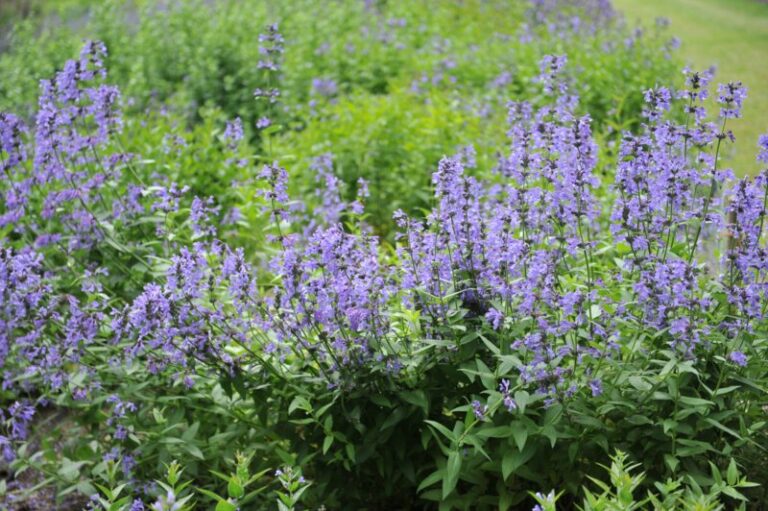 5 Different Types of Catmint (Plus Care Tips) - Garden Lovers Club