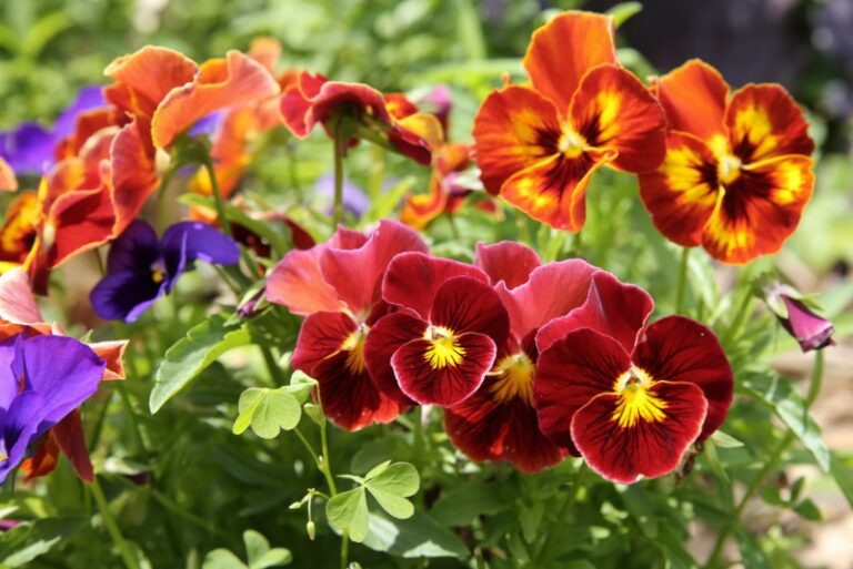 Growing Viola Plants (Growing Guide) - Garden Lovers Club