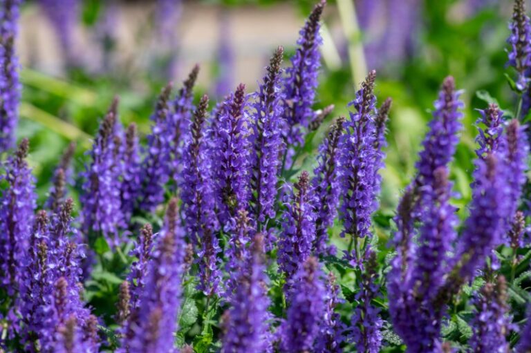 15 Different Types of Salvia - Garden Lovers Club