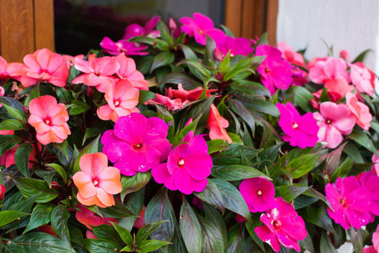 23 Tips for Growing Impatiens in Containers - Garden Lovers Club