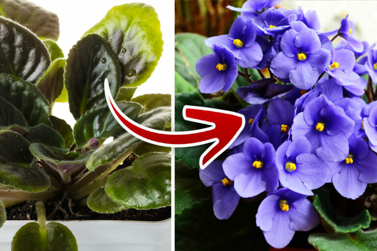 Tips on How to Get Your African Violets to Bloom - Garden Lovers Club