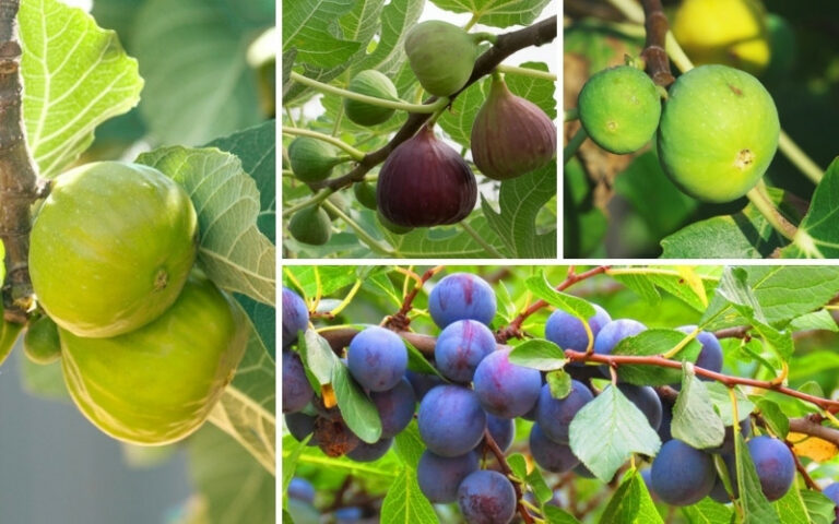 10 Different Types of Fig Trees - Garden Lovers Club