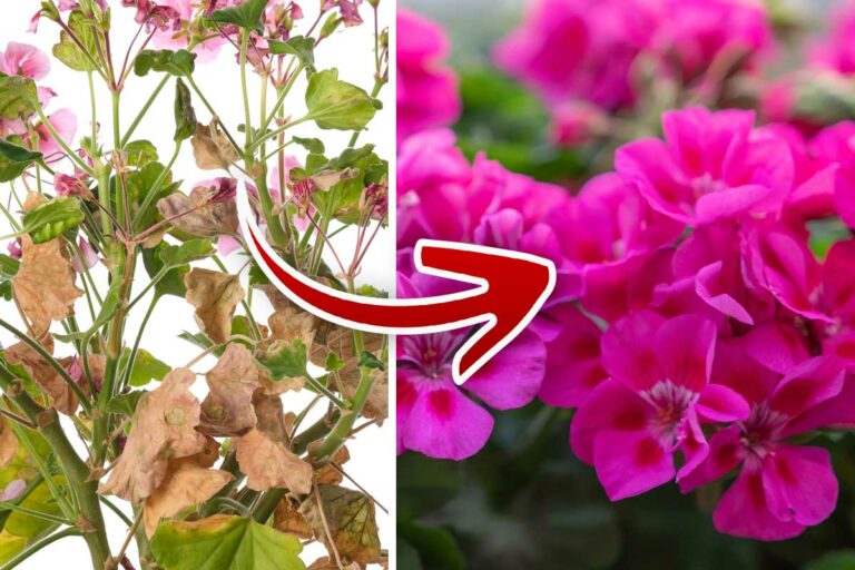 Growing Guide: Tips for Growing Cranesbill Geranium - Garden Lovers Club