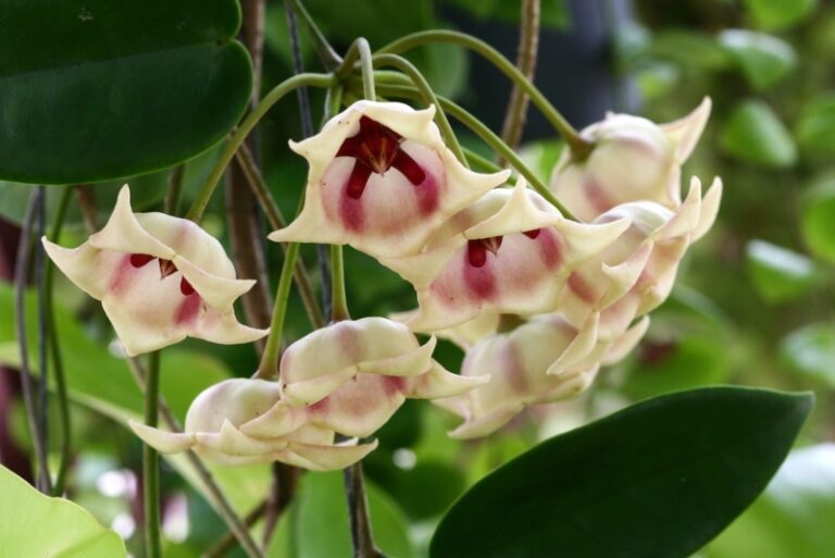15 Different Types of Hoyas (Plus Growing Tips) - Garden Lovers Club