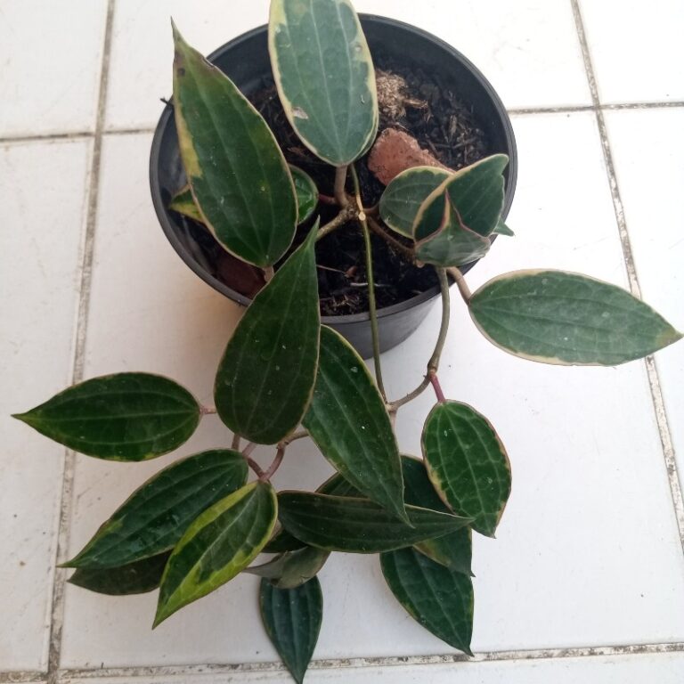 15 Different Types of Hoyas (Plus Growing Tips) - Garden Lovers Club