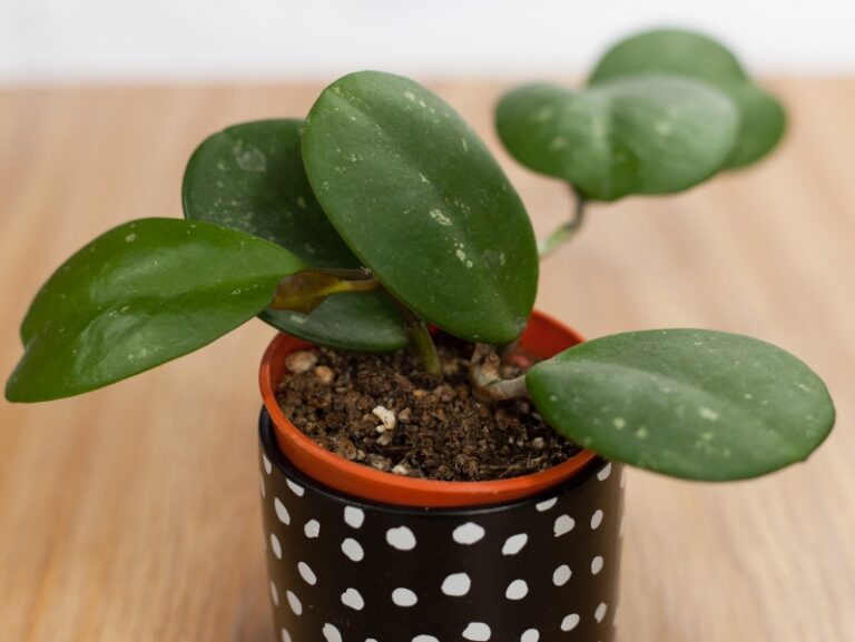 15 Different Types of Hoyas (Plus Growing Tips) - Garden Lovers Club