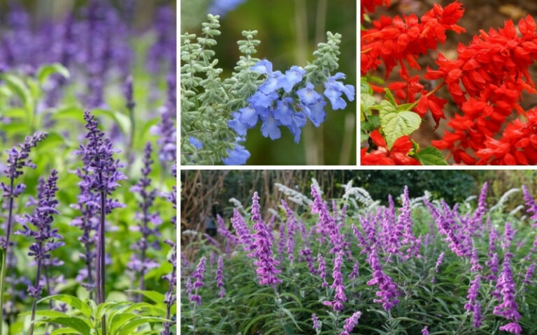 15 Different Types of Salvia - Garden Lovers Club