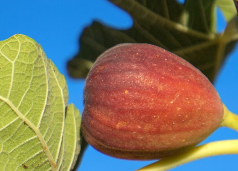 10 Different Types of Fig Trees - Garden Lovers Club