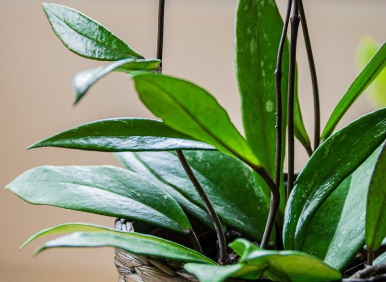 15 Different Types of Hoyas (Plus Growing Tips) - Garden Lovers Club