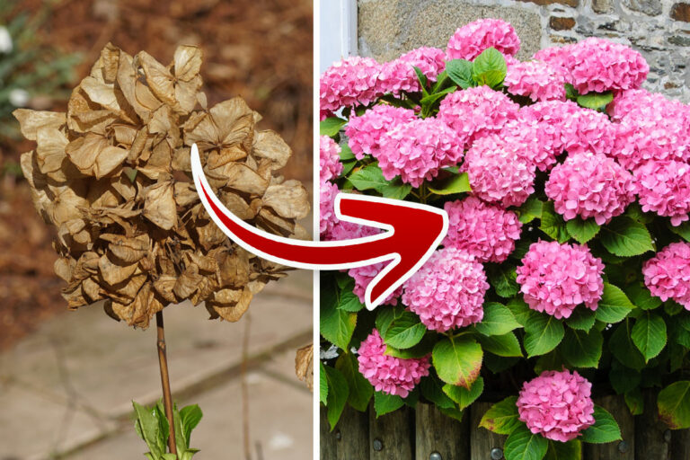 10 Common Problems With Hydrangea Plants - Garden Lovers Club
