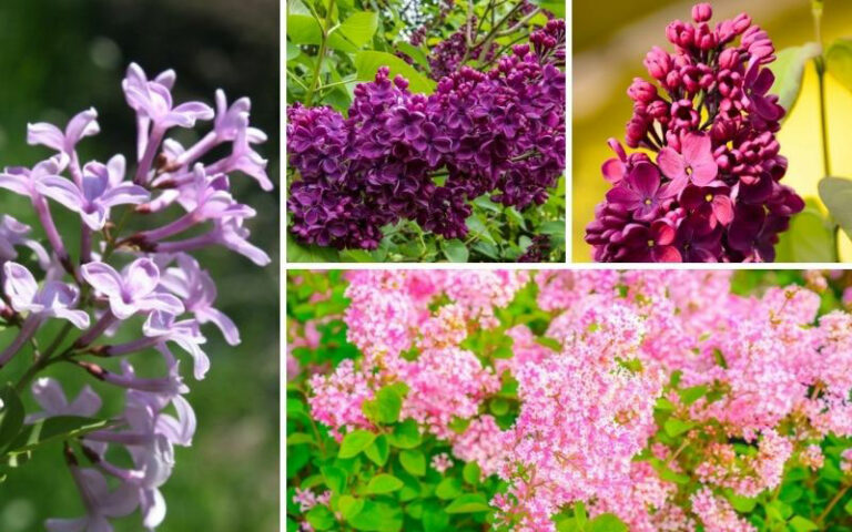 15 Types of Lilac (A Fragrant World of Variety) - Garden Lovers Club