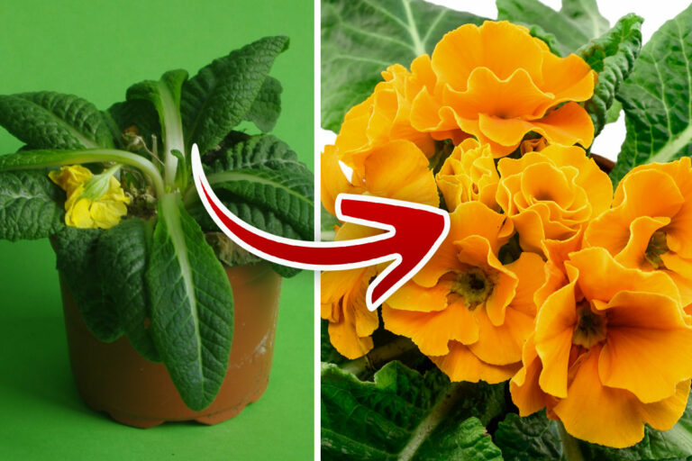 17 Different Types of Primrose Plants - Garden Lovers Club