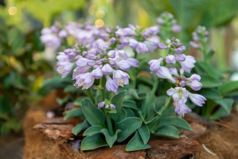 Tips and Tricks to Make Your Hostas Bloom! - Garden Lovers Club