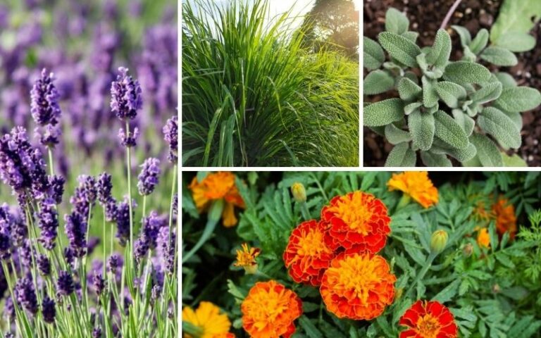 15 Perfect Tennessee Perennials - Garden Lovers Club