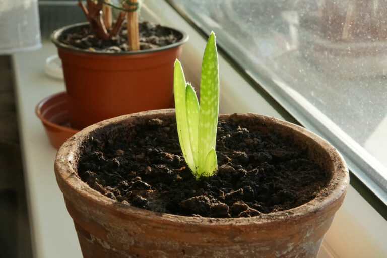 10 Common Problems With Aloe Vera Plants & Their Solutions - Garden ...